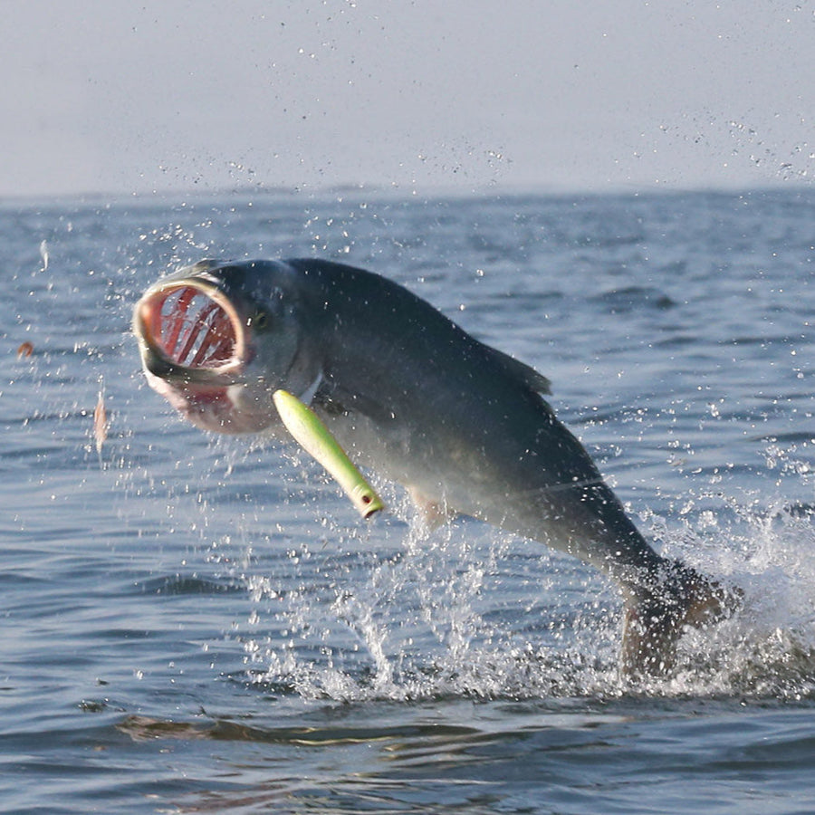 Tsunami Talking Poppers XD | Tsunami Fishing & Tackle